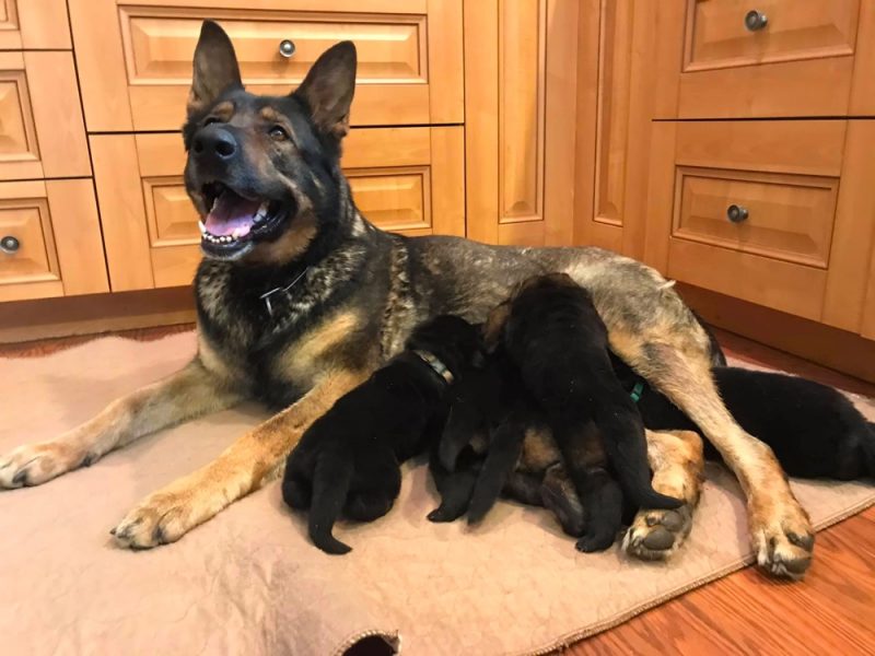 Top 10 Best German Shepherd Breeders Residing In Massachusetts (MA)