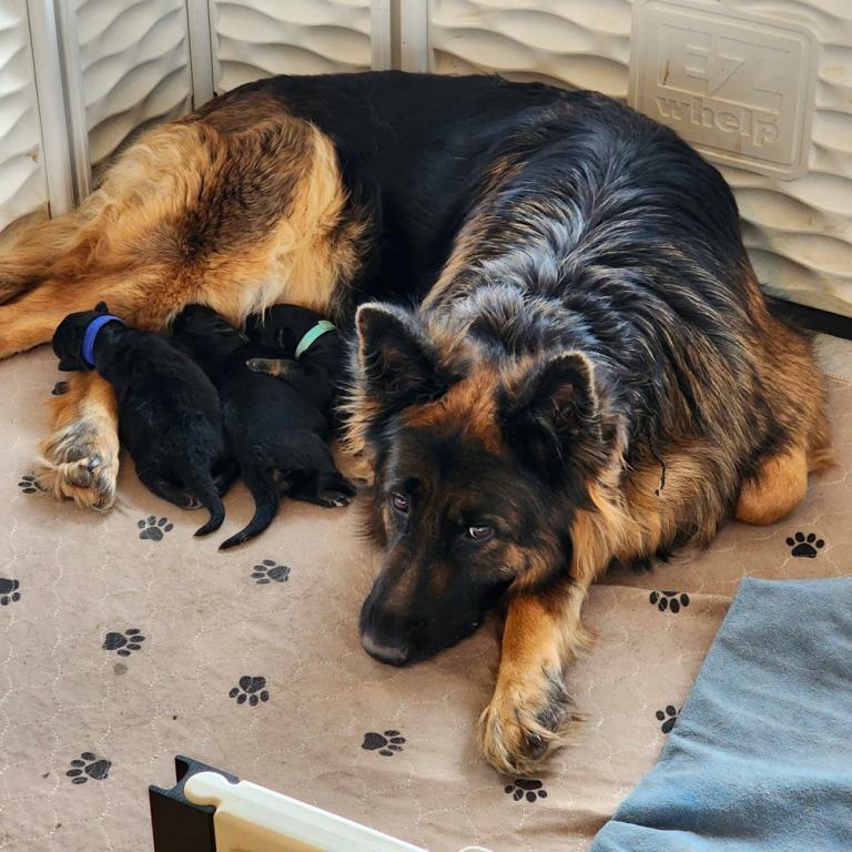 Top 8 Best German Shepherd Breeders in Indiana (IN)