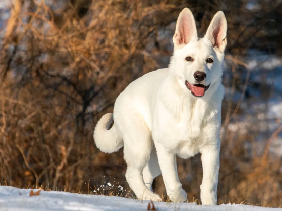 White German Shepherd: History, Temperament, Health and Care