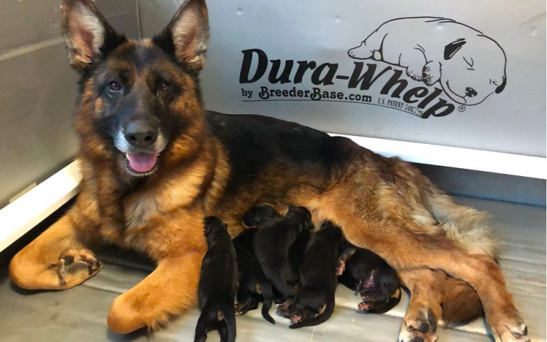 How To Choose a German Shepherd Puppy From a Litter