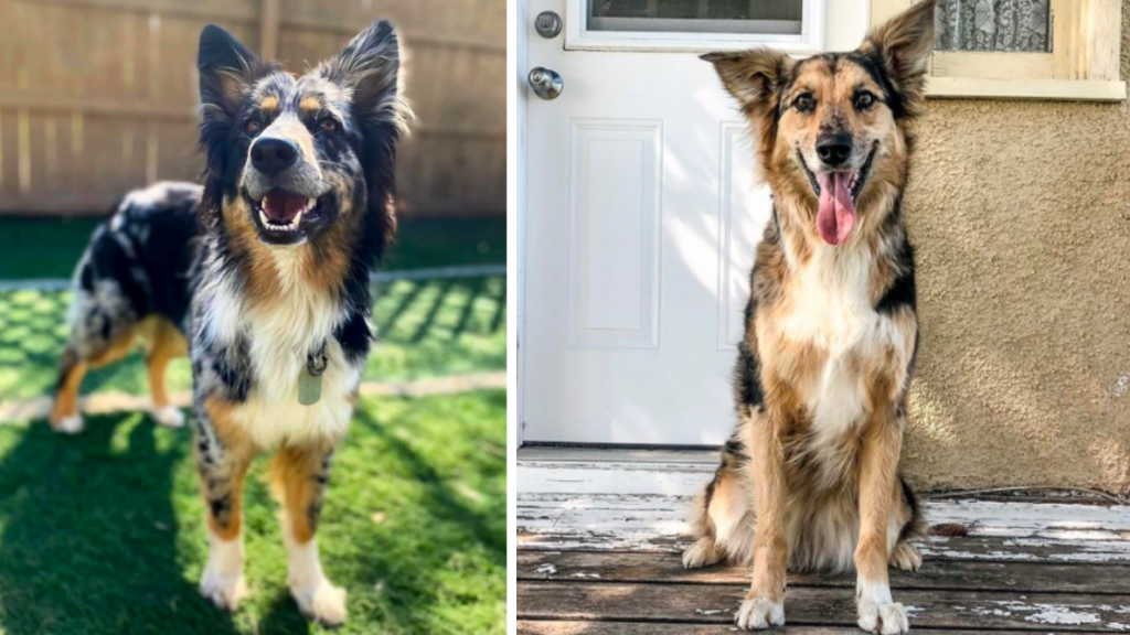 German Shepherd Australian Shepherd Mix: Spirited and Courageous