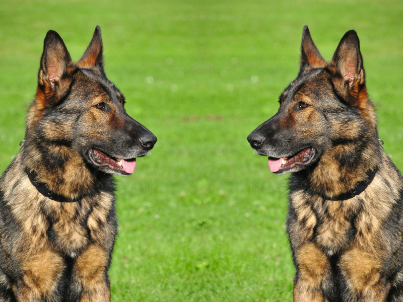 Brindle German Shepherd: A Complete Breed Guide