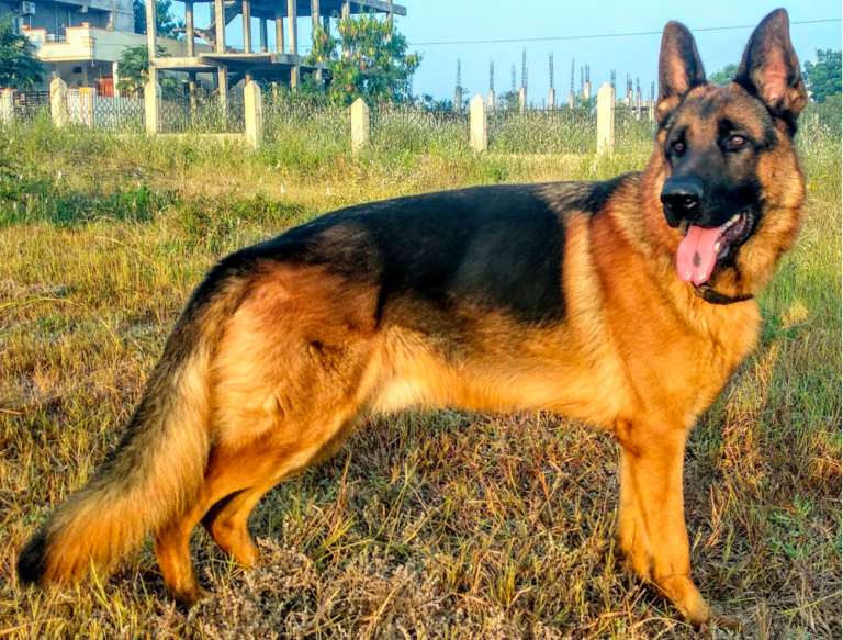 The 1 Year Old German Shepherd: Energetic, Loyal, Trainable