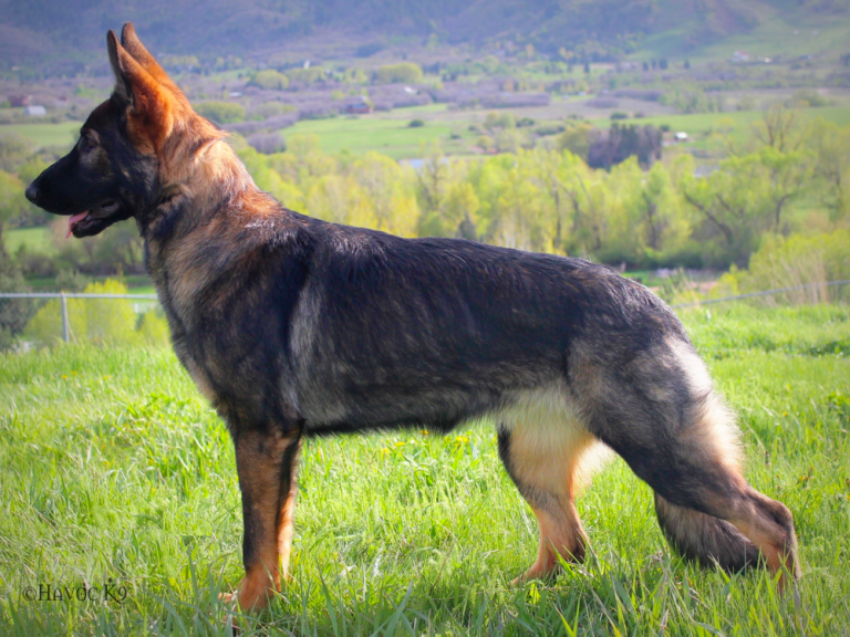 8 Month Old German Shepherd: Independent, Mature and Protective