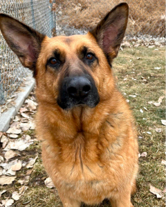 Fat German Shepherd: Signs, Health Risks and Appropriate Care