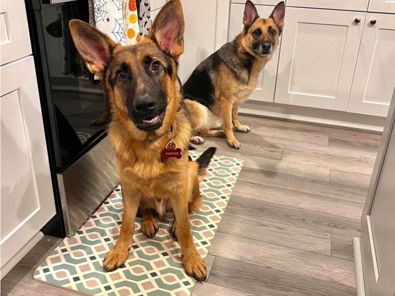 Top 4 Best German Shepherd Rescues in North Carolina