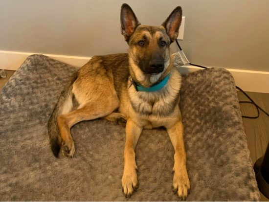 Top 3 Best German Shepherd Rescues In Colorado