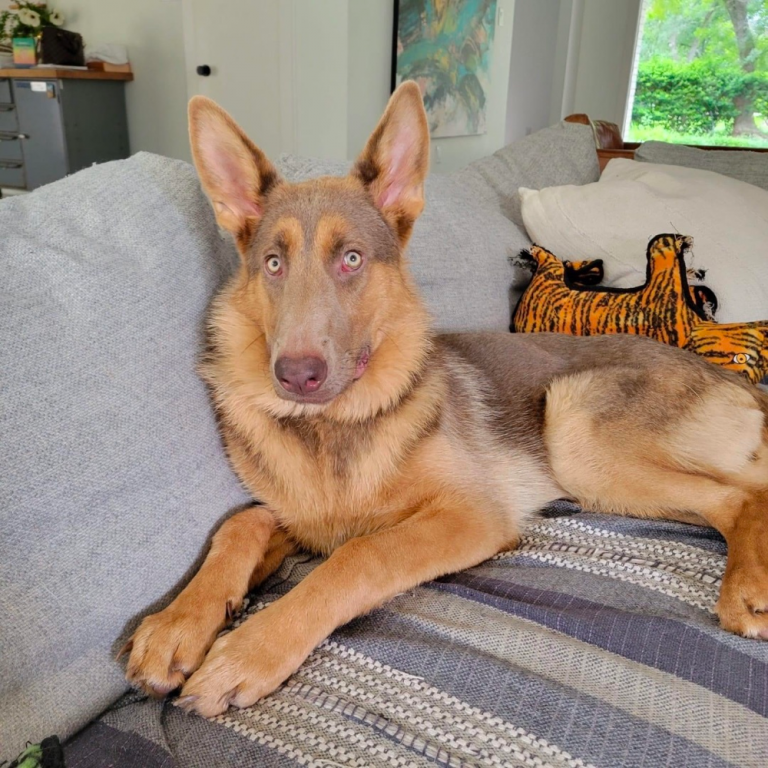 Isabella German Shepherd: Rare Coat Pattern But Great Personality