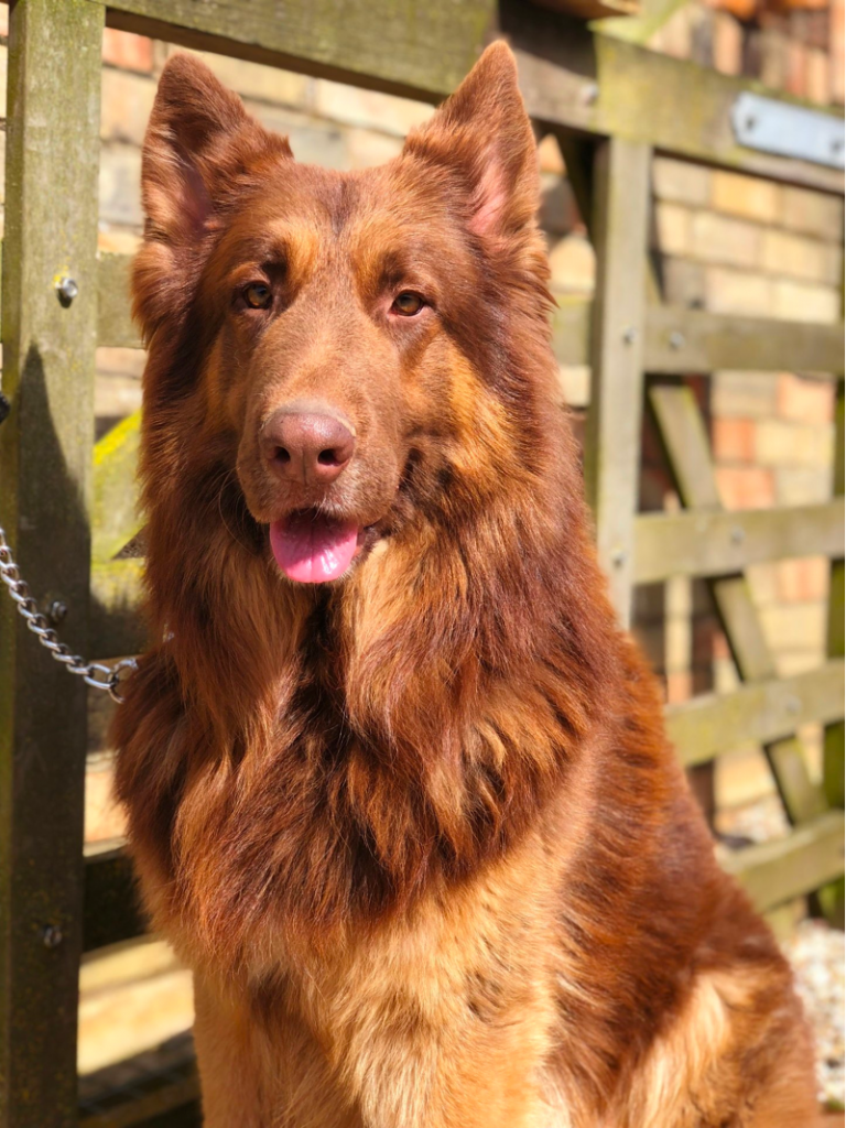 Liver German Shepherd: Gorgeous and Companionable Dog
