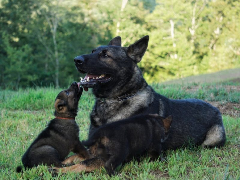 Top 6 Best German Shepherd Breeders in Arkansas (AR)