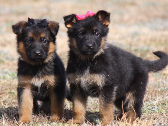 Top 8 Best German Shepherd Breeders in Oklahoma (OK)