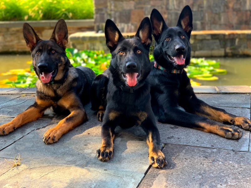 DDR German Shepherd: History, Temperament, Lifespan, and Training