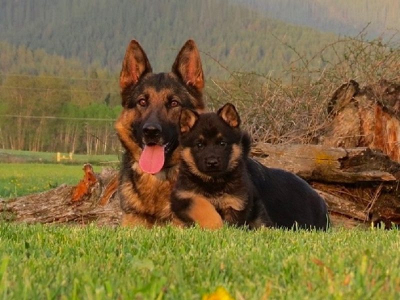 Top 4 Best German Shepherd Breeders in Montana (MT)