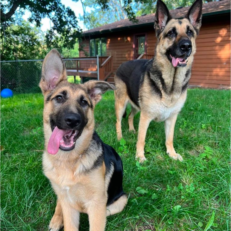 Top 2 Best German Shepherd Rescues in Minnesota