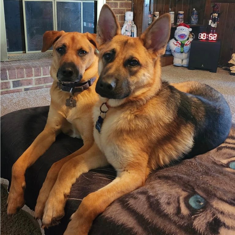 Top 3 Best German Shepherd Rescues in Virginia