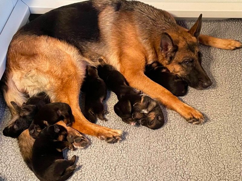 Top 8 Best German Shepherd Breeders in Idaho