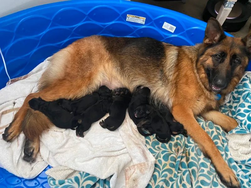 Top 4 Best German Shepherd Breeders in Louisiana