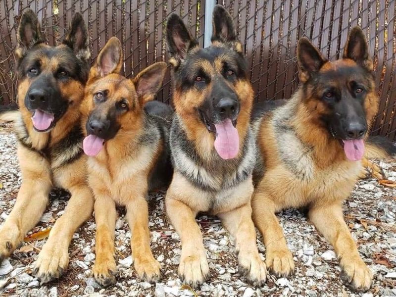Top 4 Best German Shepherd Rescue in Pennsylvania