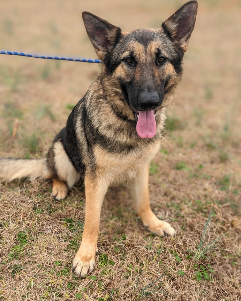 The 1 Year Old German Shepherd Energetic Loyal Trainable
