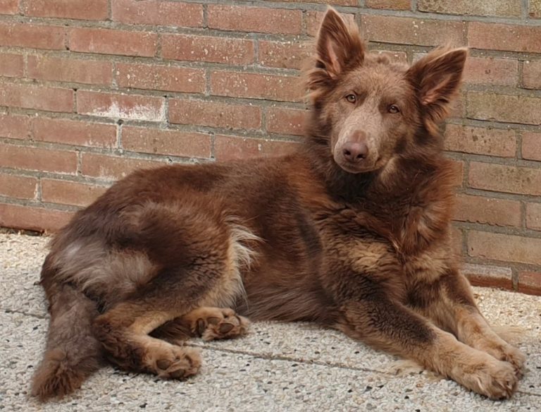 Isabella German Shepherd: Rare Coat Pattern But Great Personality