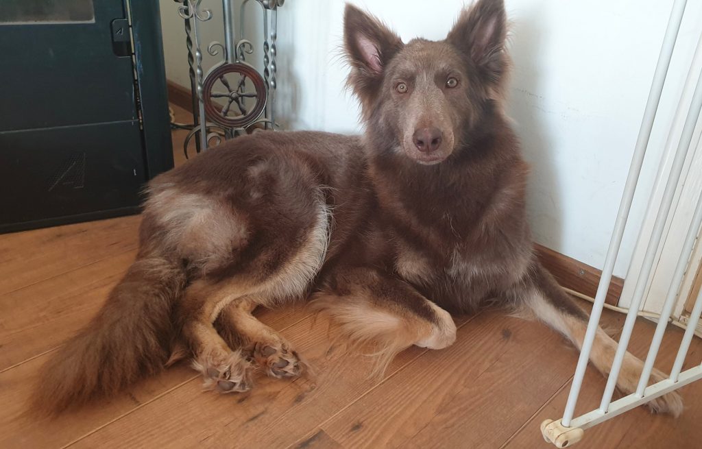 Isabella German Shepherd: Rare Coat Pattern But Great Personality