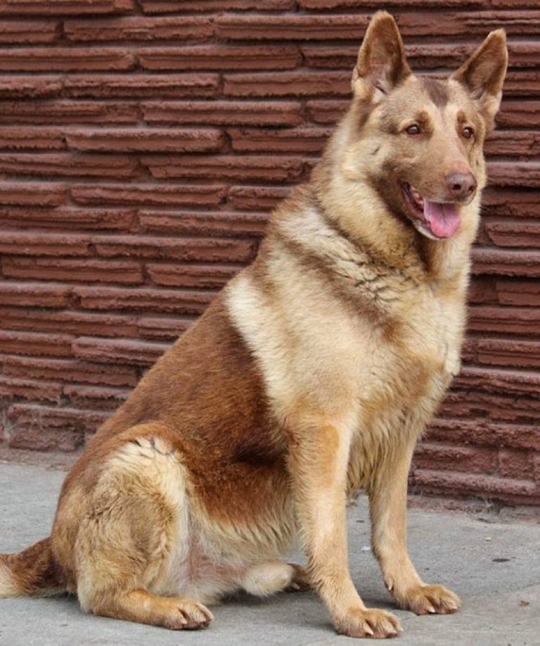 Liver German Shepherd: Gorgeous and Companionable Dog