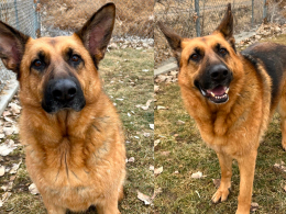 The Complete Guide to German Shepherds - PetVR.com