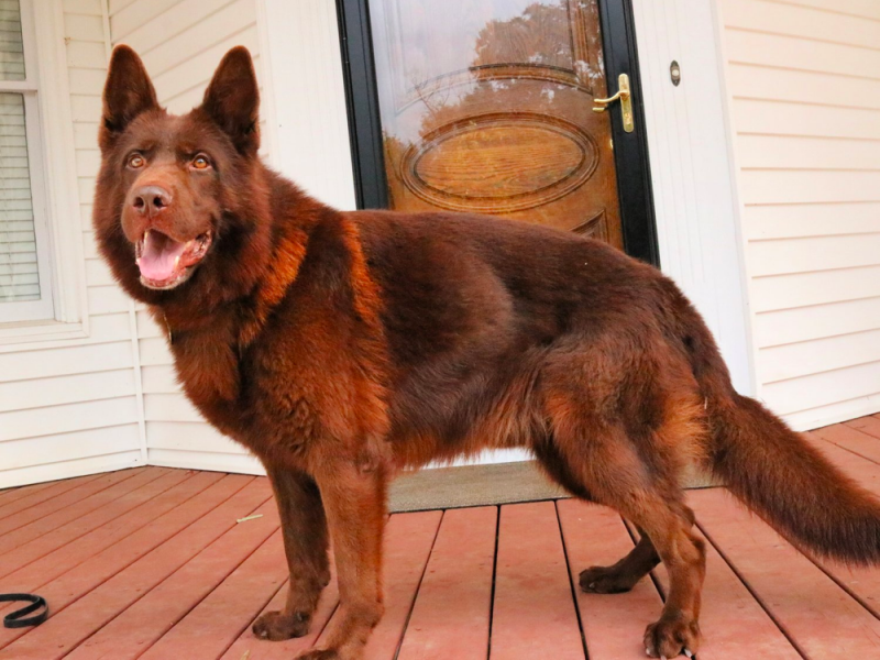 Liver German Shepherd: Gorgeous and Companionable Dog