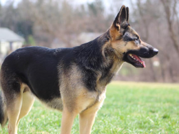 The Complete Guide to German Shepherds - PetVR.com