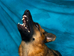 The Complete Guide to German Shepherds - PetVR.com